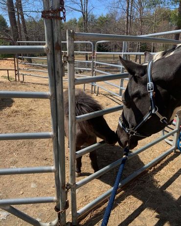 Gallery | Boulder Brook Stables